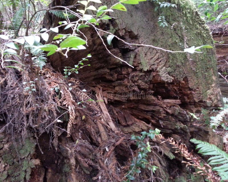 Decomposing Tree stock image. Image of rainforest, coastal - 95859099