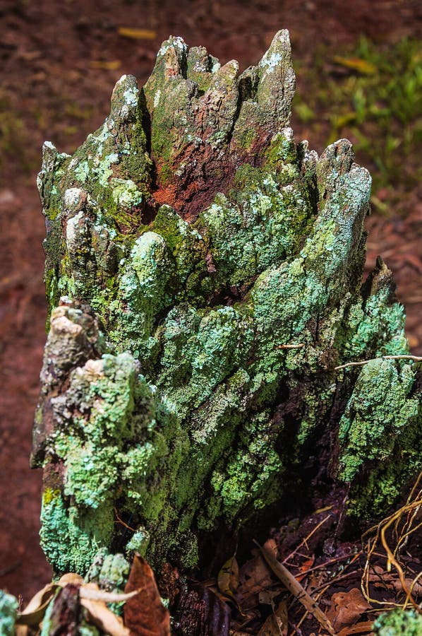 Decomposing Tree Trunk with Bark Covered by Green Moss Stock Photo ...