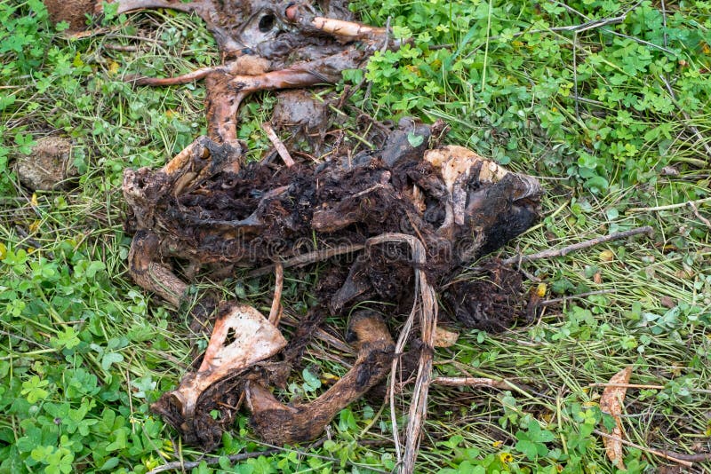 181 Decomposing Animal Stock Photos - Free & Royalty-Free Stock Photos ...
