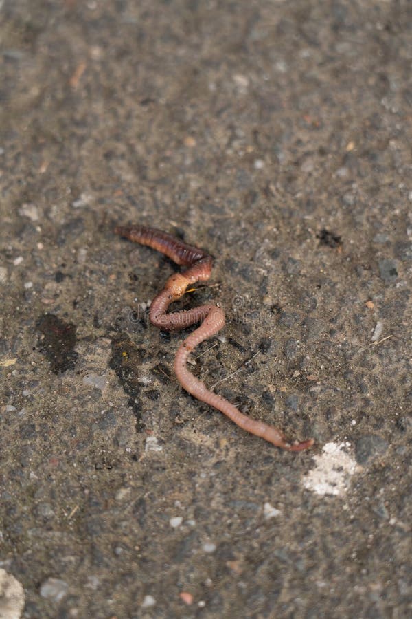 Dead Rainworm Stock Photos - Free & Royalty-Free Stock Photos from ...