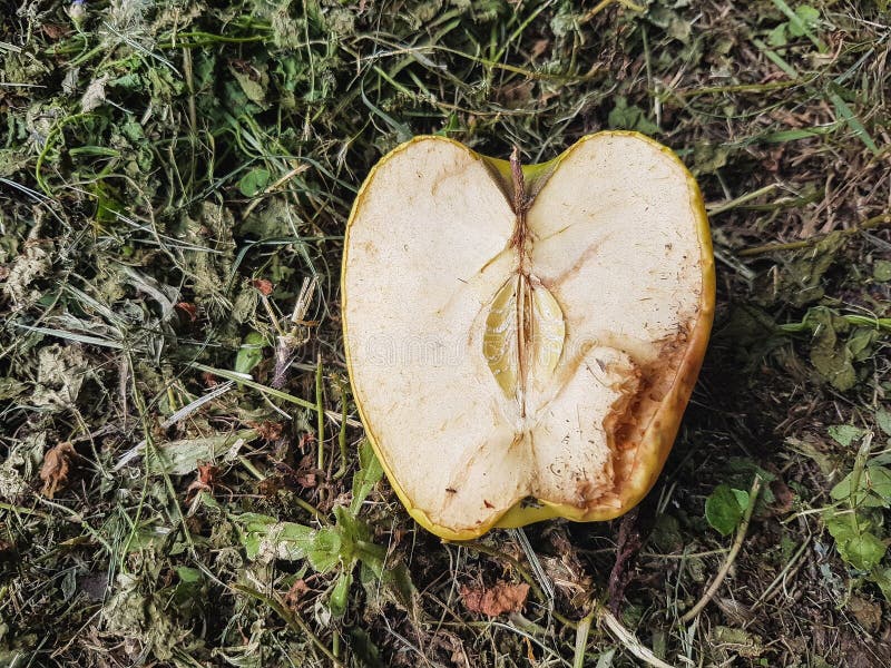 Decomposition of an apple stock image. Image of meal - 119575561