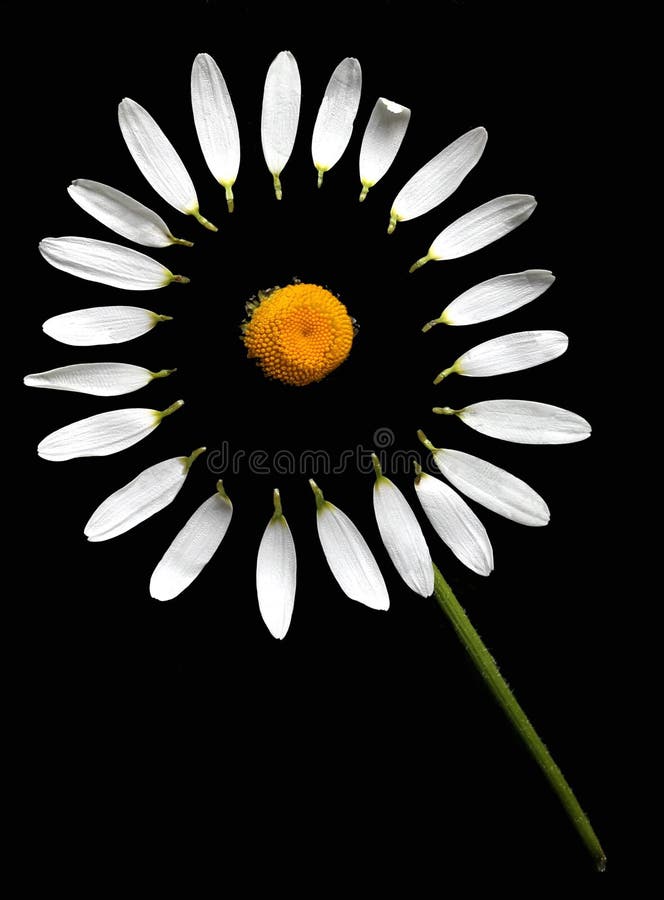 Deconstructed stock image. Image of artistic, life, stem - 98750125