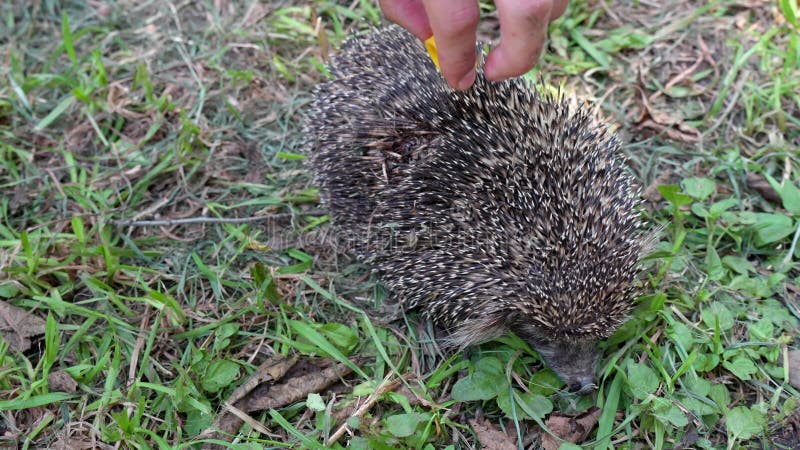 Decontamination of a Wound with a Miasis Lesion on a Hedgehog S Back ...