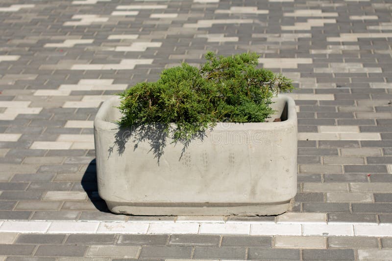 Decor in a Large Clay Pot on the Sidewalk Stock Image - Image of leaf ...