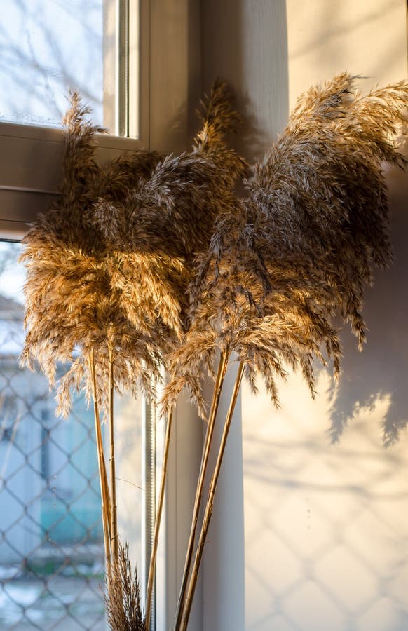 Bouquet of Dry Reed Branches Stock Photo - Image of season, plant ...