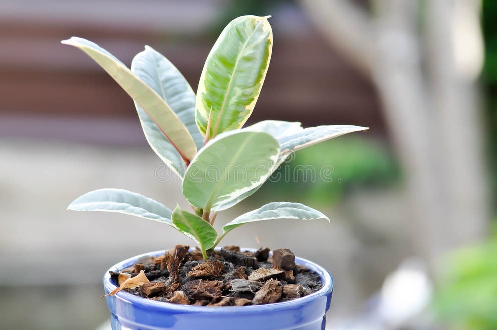Decora Tree, Indian Rubber Tree or Rubber Plant or Variegated Indian ...