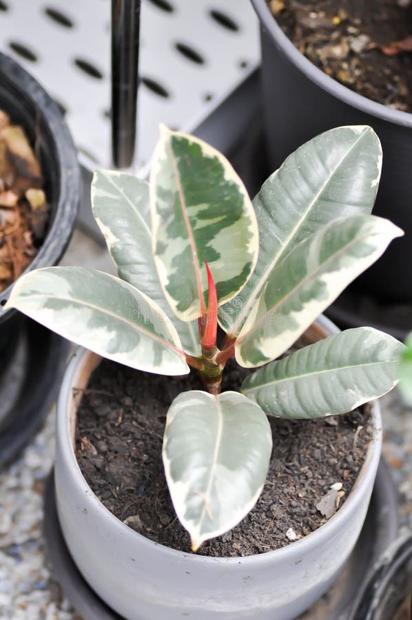 Decora Tree, Indian Rubber Tree or Rubber Plant or Variegated Indian ...