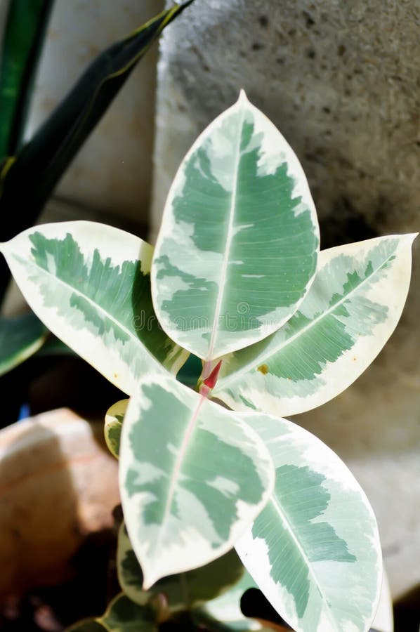 Decora Tree, Indian Rubber Tree or Rubber Plant or Variegated Indian ...