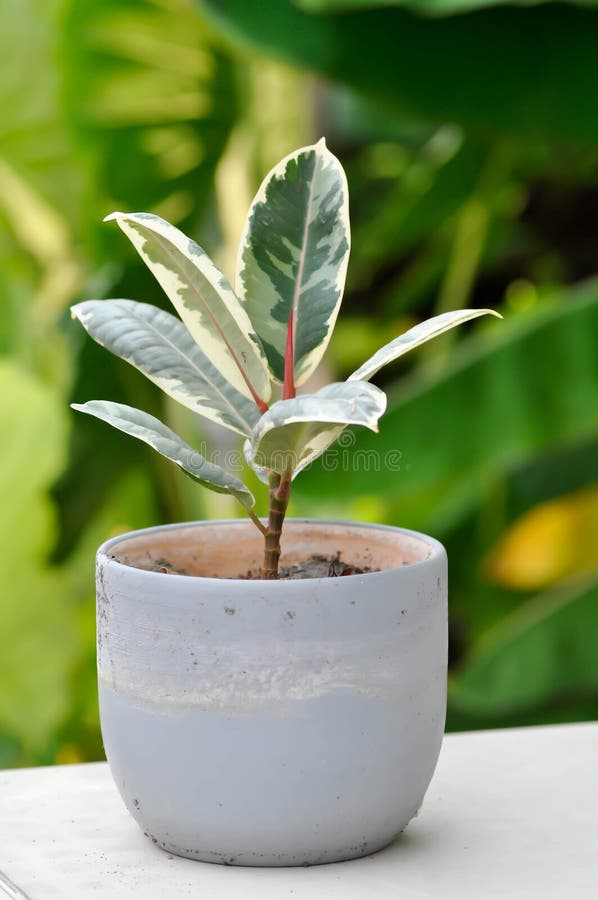 Decora Tree Indian Rubber Tree Or Rubber Plant Or Variegated Indian Rubber Or Ficus Elastica Or