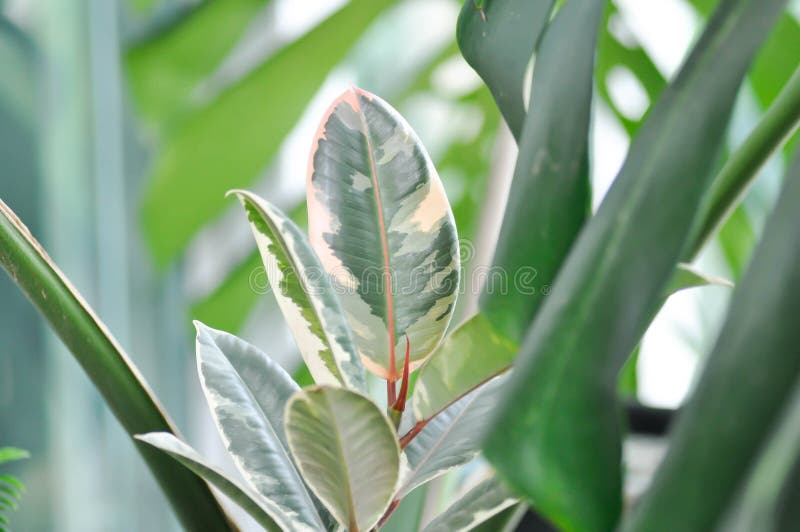 Decora Tree Indian Rubber Tree Or Rubber Plant Or Variegated Indian Rubber Or Ficus Elastica Or