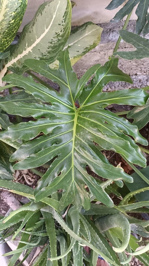 Decorate Your House with Beautiful Plants Stock Photo - Image of house ...