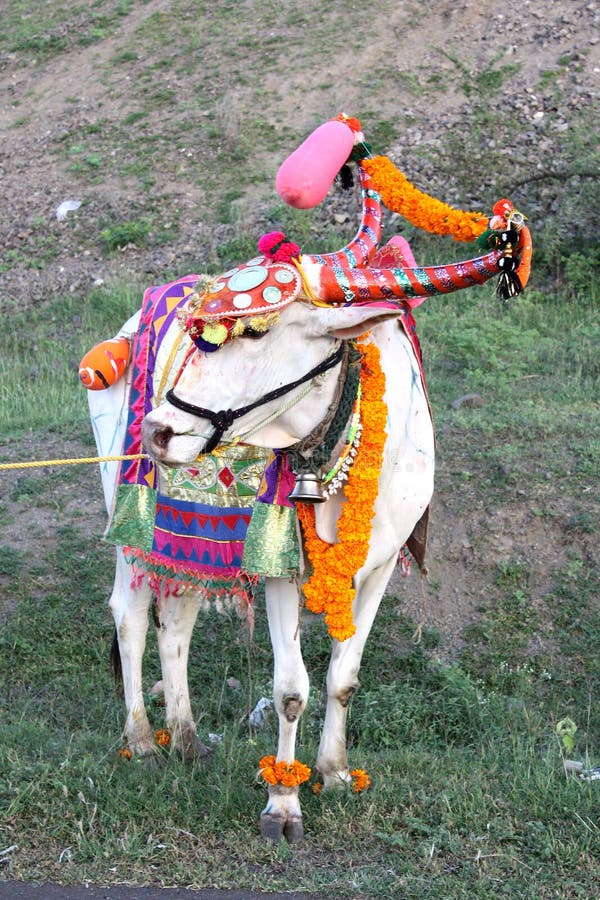 Decorated Bull stock photo. Image of colors, bull, rural - 7288848