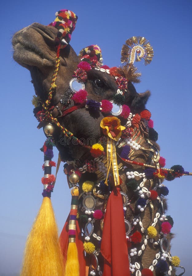 Decorated Camel stock image. Image of camel, jaisalmer - 4434049