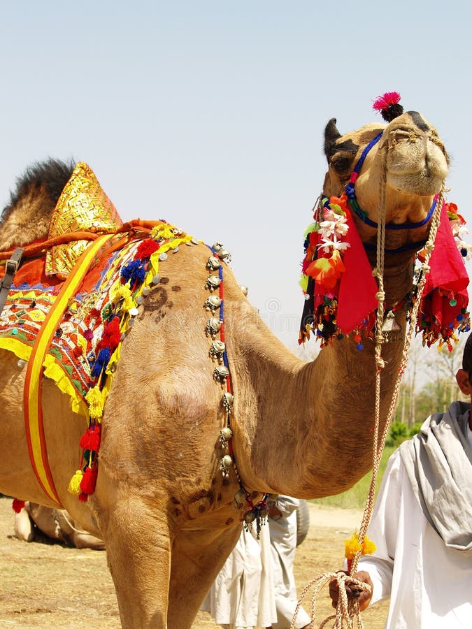 Decorated Camel stock photo. Image of animal, domesticated - 22173816
