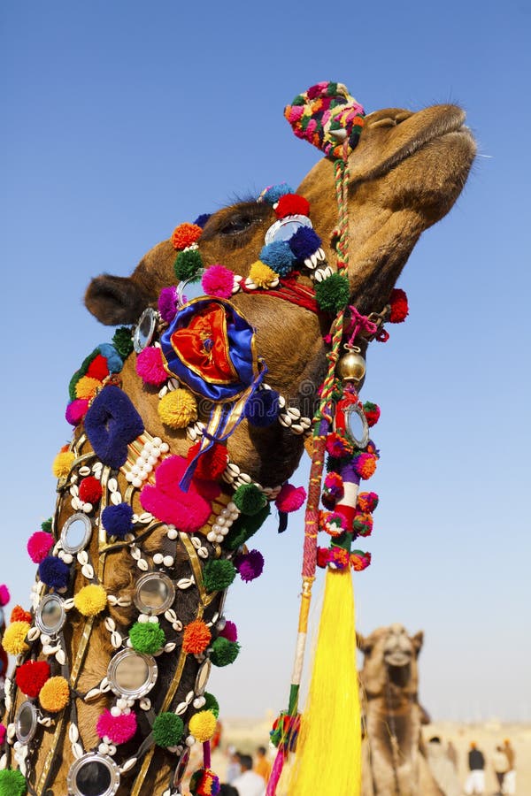 Decorated Camel at Desert Festival Stock Photo - Image of beauty, beads ...