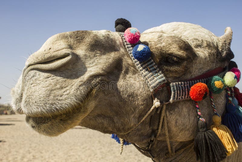 Camel face stock image. Image of beach, decorated, middle - 29978455