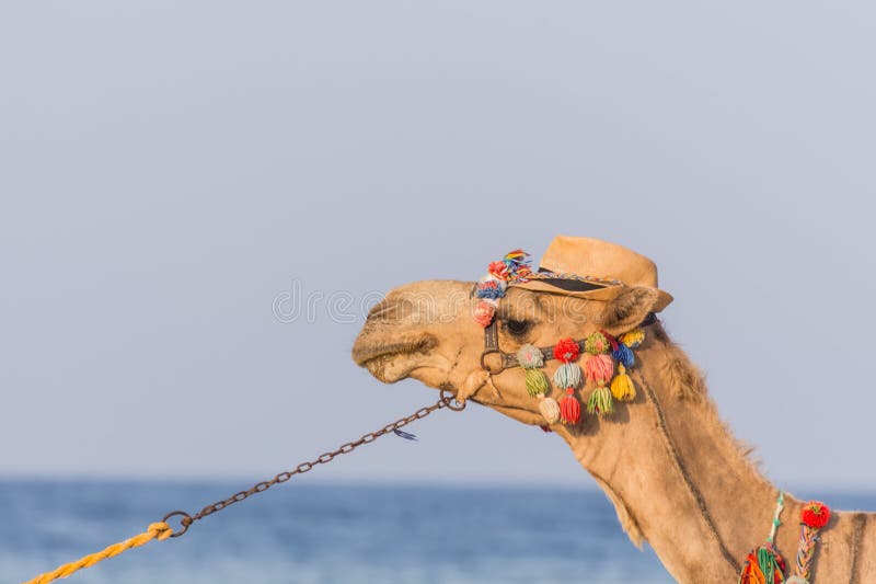 Decorated Camel with Hat Walking at the Beach Stock Image - Image of ...