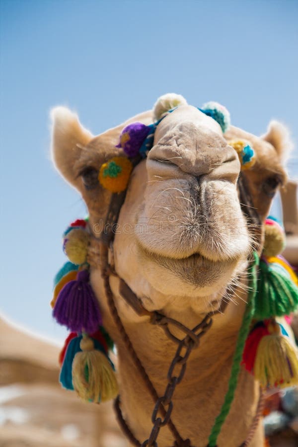 Decorated camel head stock image. Image of backgrounds - 73745459
