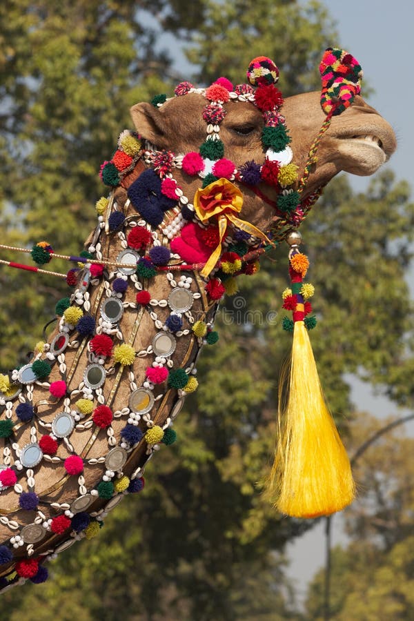 Decorated Camel stock image. Image of camel, jaisalmer - 4434049