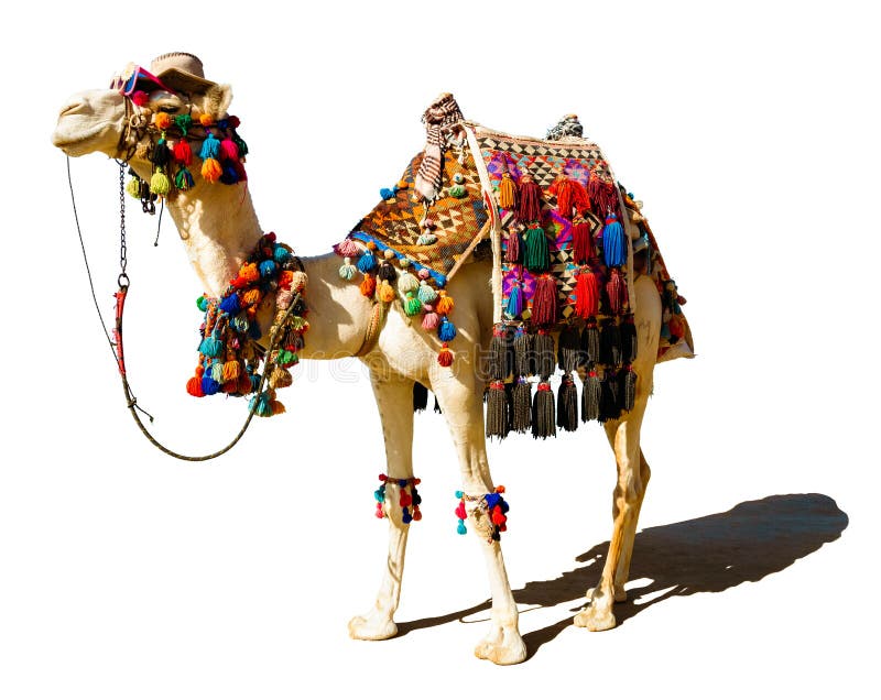 Decorated Camel is Isolated on a White Background. on the Muzzle is a ...