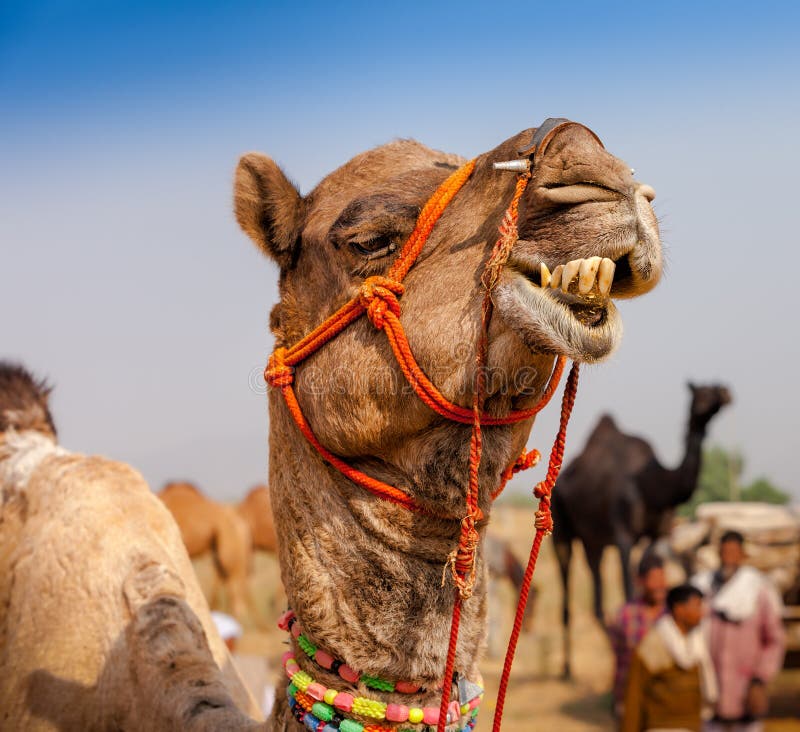 Decorated Camel stock photo. Image of animal, domesticated - 22173816