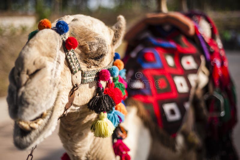 Decorated Camel stock image. Image of decorated, decoration - 37533823