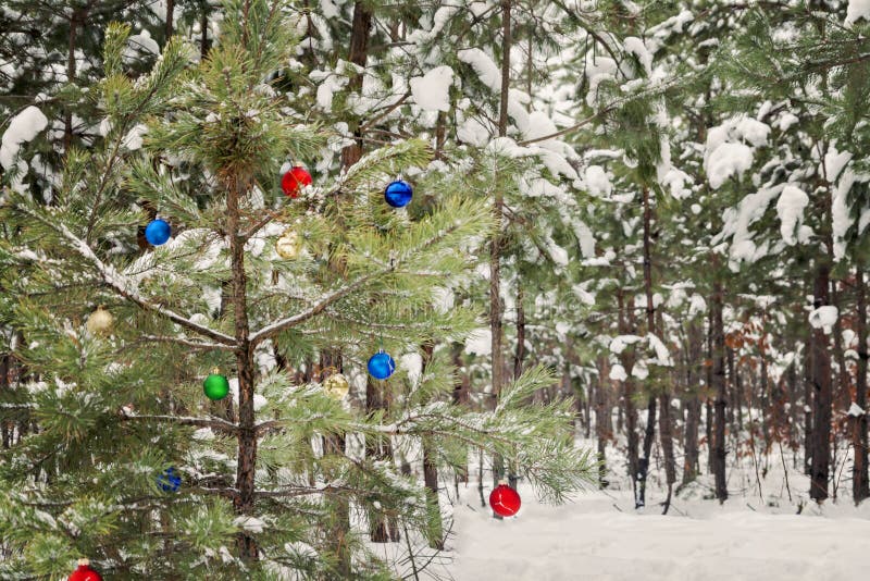 Decorated Christmas Tree in a Snowy Pine Forest Stock Photo - Image of ...