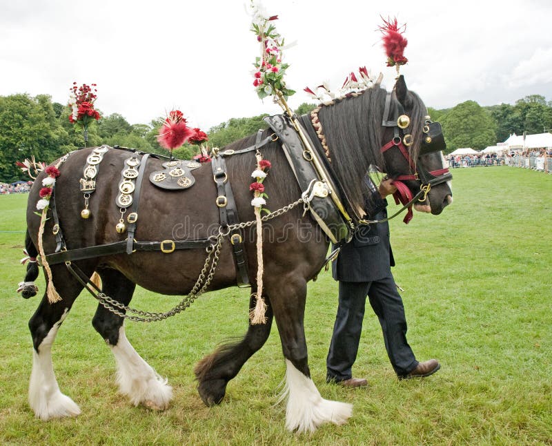 Decorated horse. editorial stock image. Image of arena - 15555799