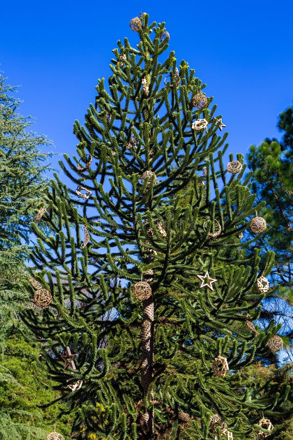 Scenery of Decorated Monkey Puzzle Tree. Stock Photo - Image of foliage ...