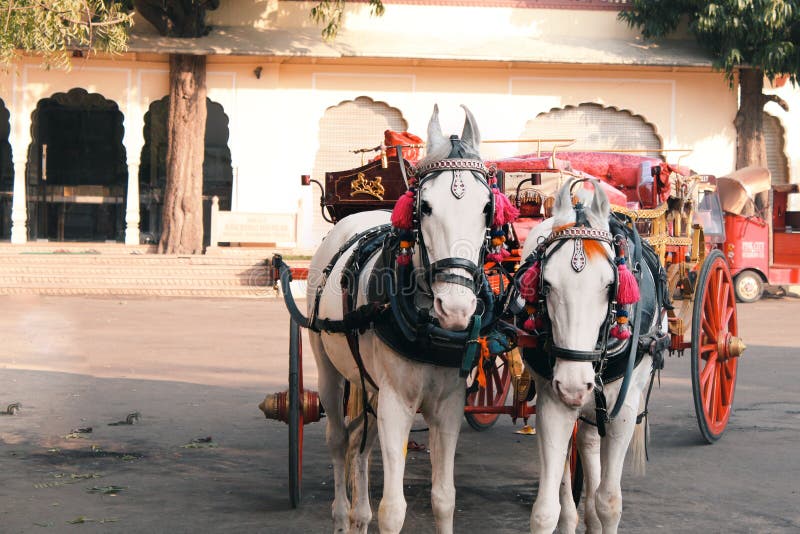 Decorated Pair of Ponies at Rajasthan, India Stock Photo - Image of ...