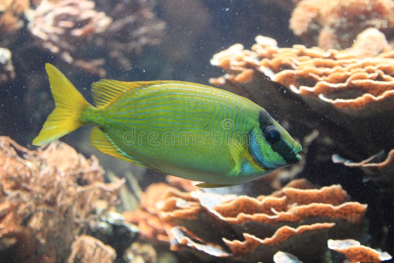 Decorated rabbitfish stock image. Image of masked, spinefoot - 48286235