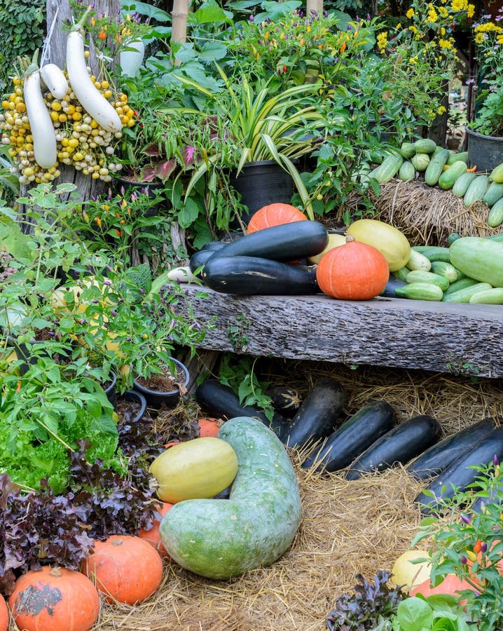 Decorated Ripe Vegetables Garden Stock Photo - Image of colorful, gourd ...