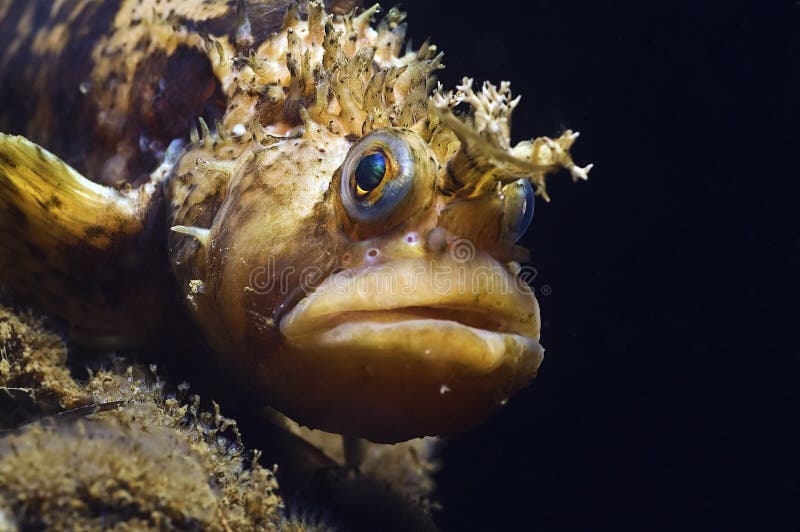 Warbonnet Fish Stock Photos - Free & Royalty-Free Stock Photos from ...