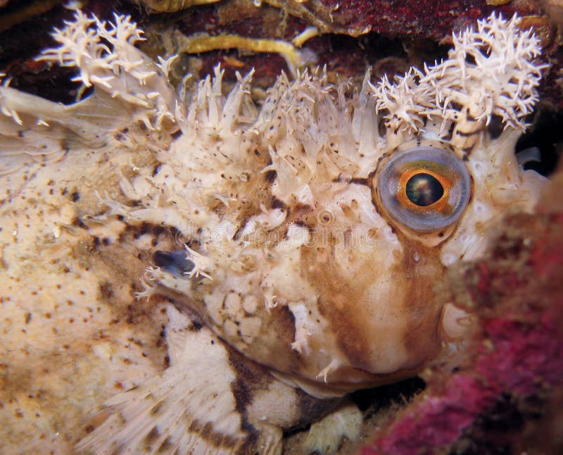 Decorated Warbonnet Fish Hiding Stock Image - Image of underwater ...