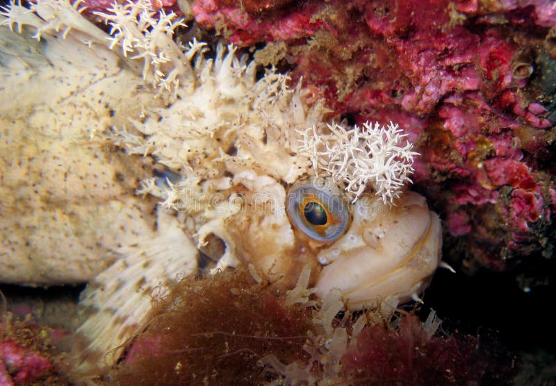 Decorated Warbonnet Fish Staring at Camera Stock Image - Image of ...