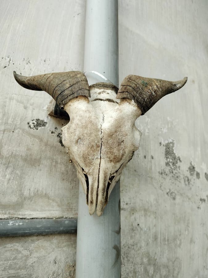 Decorating the Porch Poles with Goat Heads Stock Image - Image of heads ...