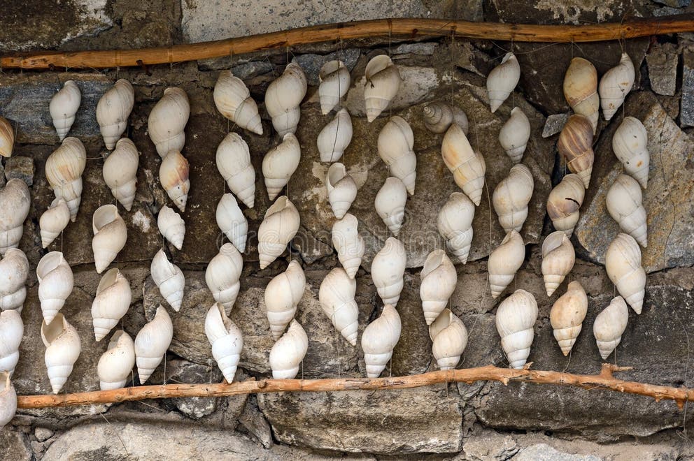 Decorating with Seashells Ocean Stock Image - Image of tourism ...