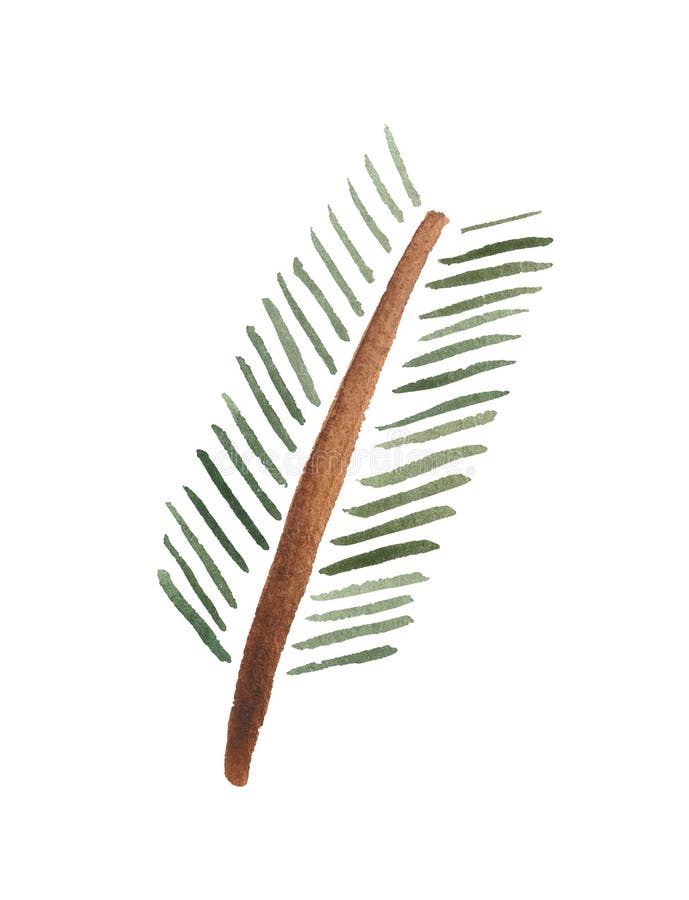 Watercolor Element, Pine Twig Stock Illustration - Illustration of ...