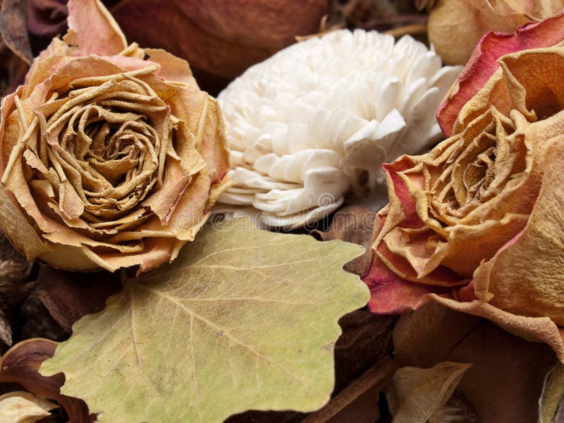 Decoration of Dried Flowers. Stock Photo - Image of festive, gerbera ...