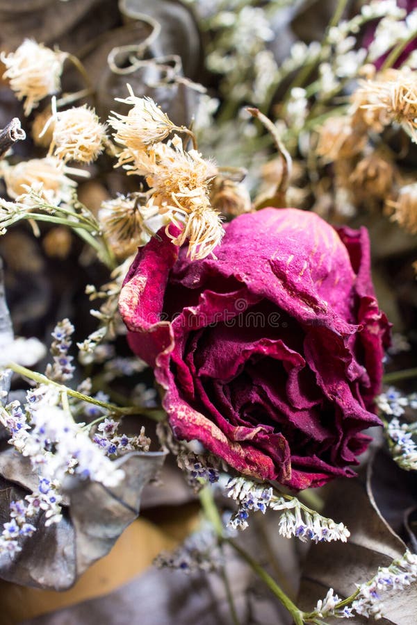 Decoration of Dried Flowers. Roses Stock Image - Image of rose, blossom ...