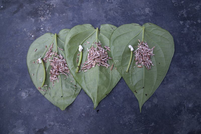 Decoration Green Betel Leaf or Pan on the Concrete Floor Stock Image ...