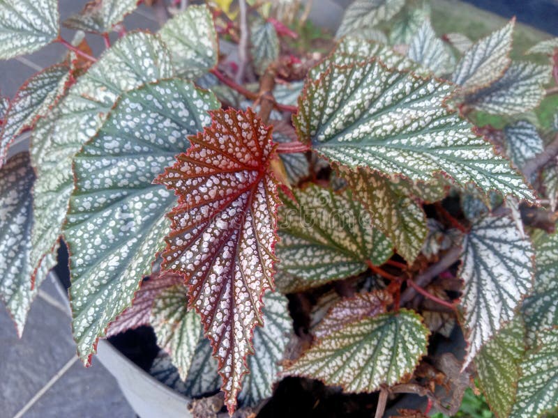 Decoration Plant in Front of the House Stock Image - Image of leaf ...