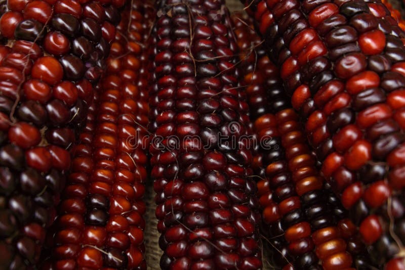 RED CORN COB stock photo. Image of starch, masa, produce - 21246490