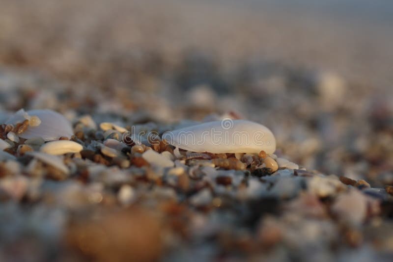 On the Beach of the Black Sea a Small Shellfish Stock Image - Image of ...