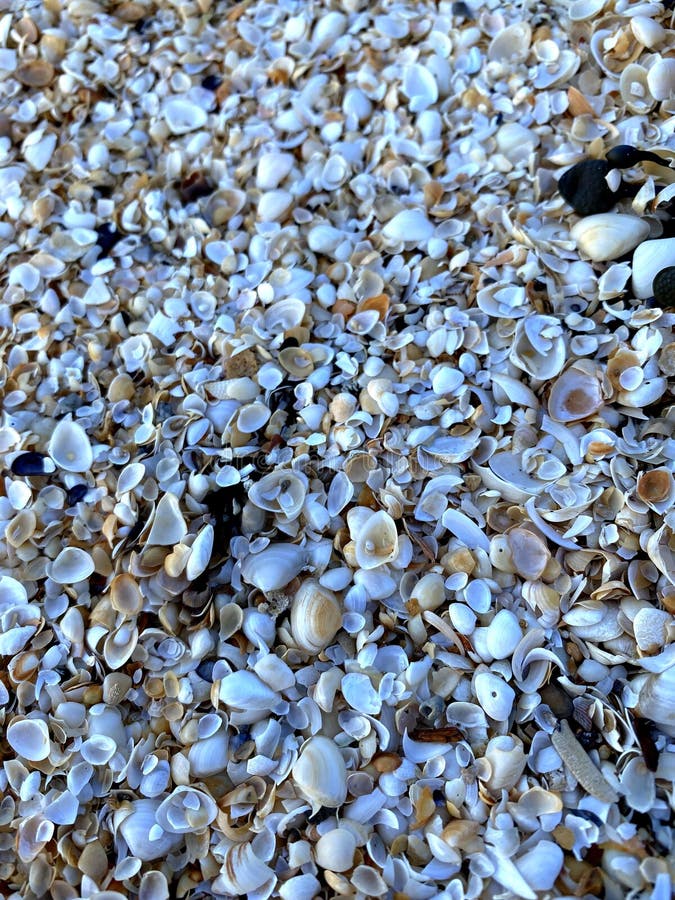 Decoration, Shells with the Ocean Stock Photo - Image of west, details ...