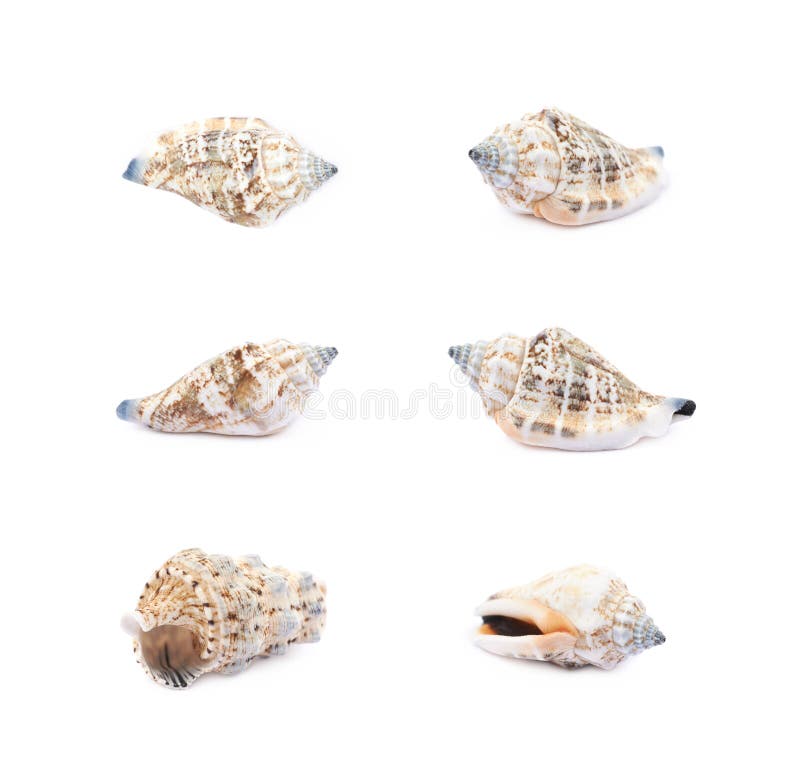 Sea shell isolated stock image. Image of close, aquarium - 108568599