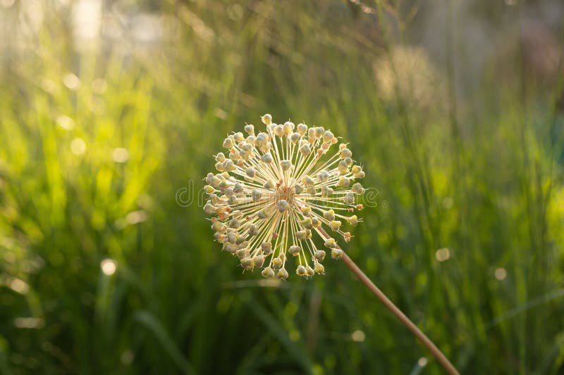 Decorative Aflatun Stock Photos - Free & Royalty-Free Stock Photos from ...