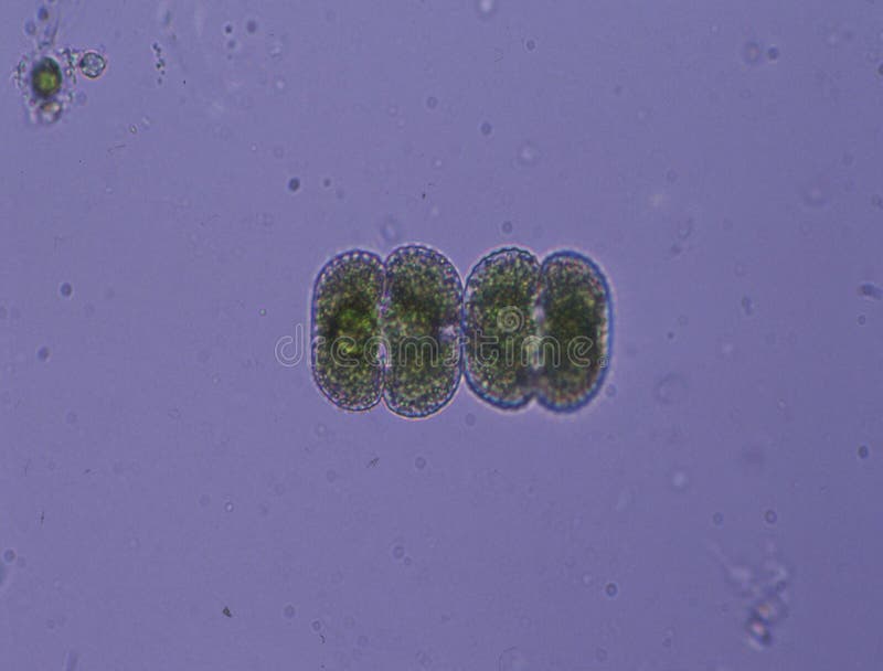 Cosmarium Stock Photos - Free & Royalty-Free Stock Photos from Dreamstime