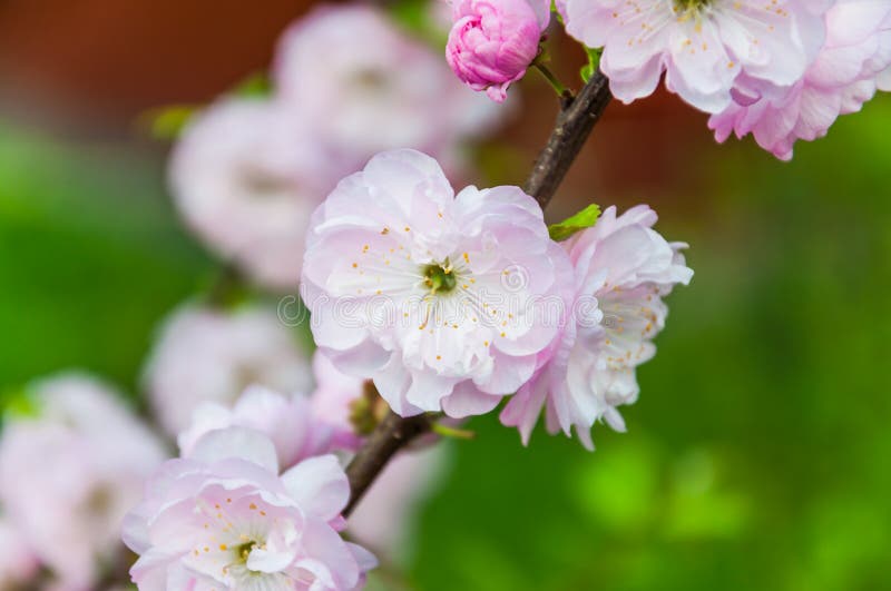 Decorative Almonds Prunus Triloba in Bloom Stock Photo - Image of bush ...