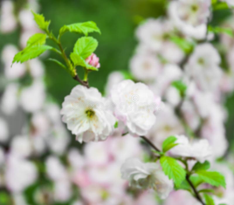 Decorative Almonds Prunus Dulcis in Bloom Stock Image - Image of beauty ...